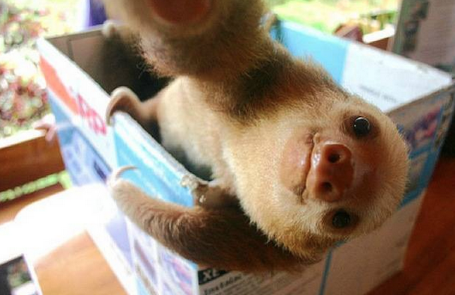 17 Animal Selfies That Will Leave Smiles On Everyone’s Faces - The All ...