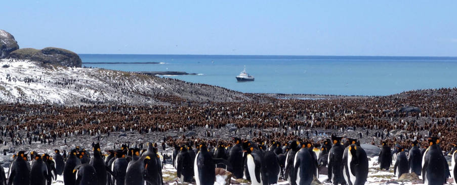 Penguin Watch: Help Monitor Penguins - The All My Faves Blog